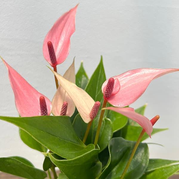 手のひらサイズで楽しめる花持ち抜群のトロピカルフラワー ★入荷から日数が経ったためセール価格となりました。商品の状態は画像と異なる場合があります。★「リリー」はとても愛らしいミニタイプのアンスリウム！オランダ「Anthura」社の品種です。...