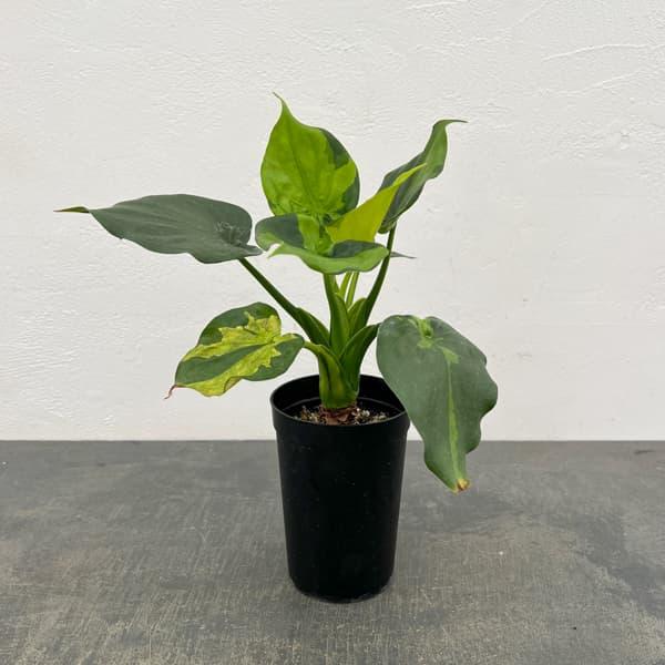 黄色斑の入った珍しいアロカシアククラータ斑入りです。クワズイモよりも小型で葉が濃緑色のシマクワズイモは、ハート型の葉と太い根茎が魅力的です。※詳しい商品説明は下のほうに記載があります