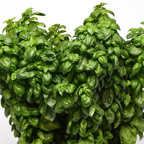 ジェノベーゼバジルは料理にも使いやすいシソ科ハーブの代表格です。この品種は花が咲きにくく晩成で、長期間の栽培に向いています。スイートバジルよりやや背が低く育ちます。豊かな香りと味を持っており、パスタ料理の他、ジェノベーゼソースを作るのにも適...