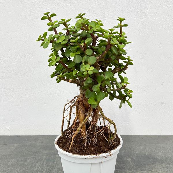 アフリカ原産の多肉植物、ポーチュラカリアの立派な根上がり仕立てです。ポーチュラカリアはマツバボタンやポーチュラカも近い仲間で、小さなコインのような斑入りの丸い葉を左右対称に枝にたくさんつけます。大株に育てると幹も太り、わき芽もふえて、盆栽の...