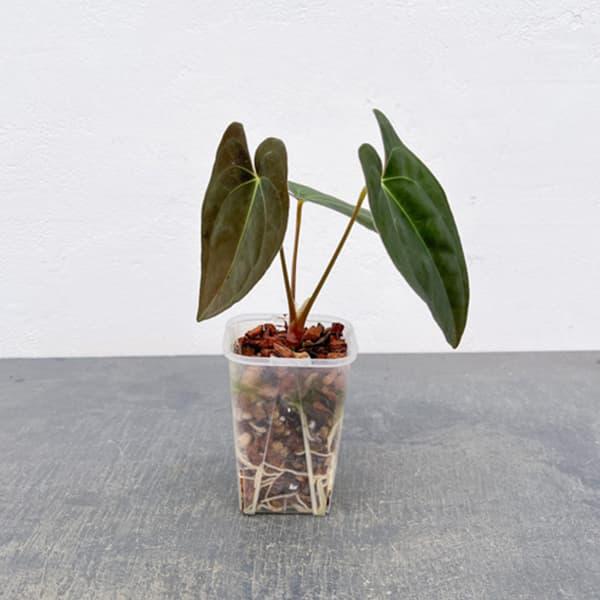 深緑のベルベットリーフが魅力の希少なアンスリウム アンスリウム・パピリラミナムは、深い緑色のベルベット状の葉が魅力の希少なアンスリウムです。葉はハート形で、表面には微細な突起があり、独特の質感と美しい葉脈のコントラストを楽しめます。※詳しい...