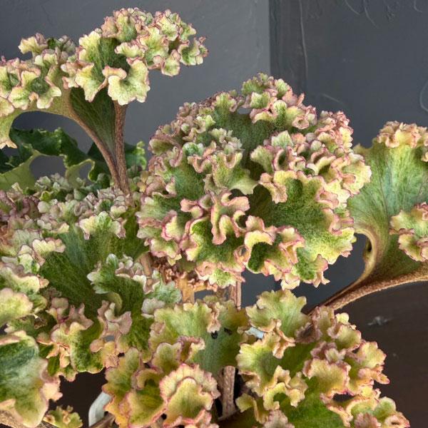 つわぶき初の斑入り獅子葉で、新芽の先端がピンクに染まる豪華な品種 2026春New 山本石蕗斎茂広（やまもとつわぶきさいしげひろ）は、石蕗の専門ナーセリー・ダイカツプラントさんが2026年に発表したオリジナル育種品種。世界初の斑入り獅子葉品...