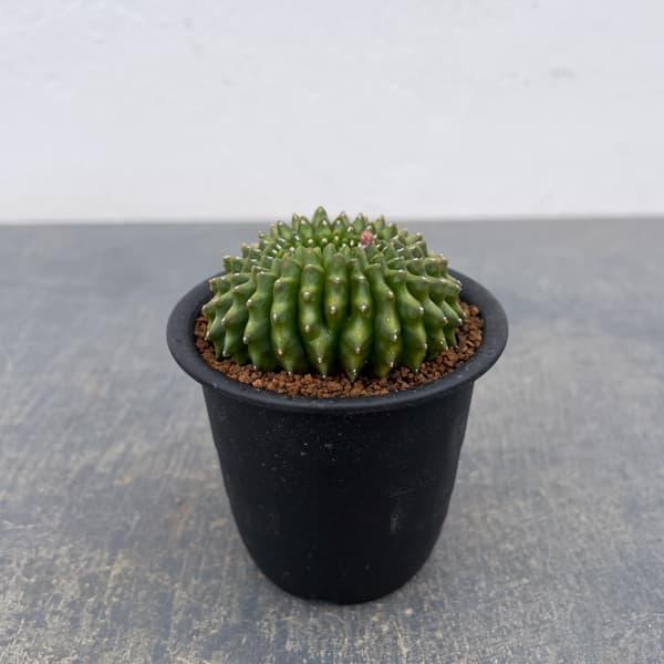 珍しい個性的な綴化のギムノカリキウムです。ギムノカリキウムは、アルゼンチン、ブラジル、ボリビアにかけての草原地帯に７０種類ほどが知られている、南米のサボテンです。小型種が多いです。冬場に日当たり良く管理すれば、花付きが良くなり、春から秋にツ...