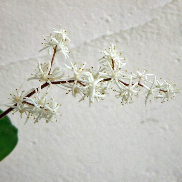 山菜としても人気 ★入荷から日数が経ったためセール価格となりました。商品の状態は画像と異なる場合があります。★春に咲く小さな雪のような花もさることながら、秋の透明感のある赤い実も観賞価値の高い山野草です。葉が笹に似ていることからこの名前があ...