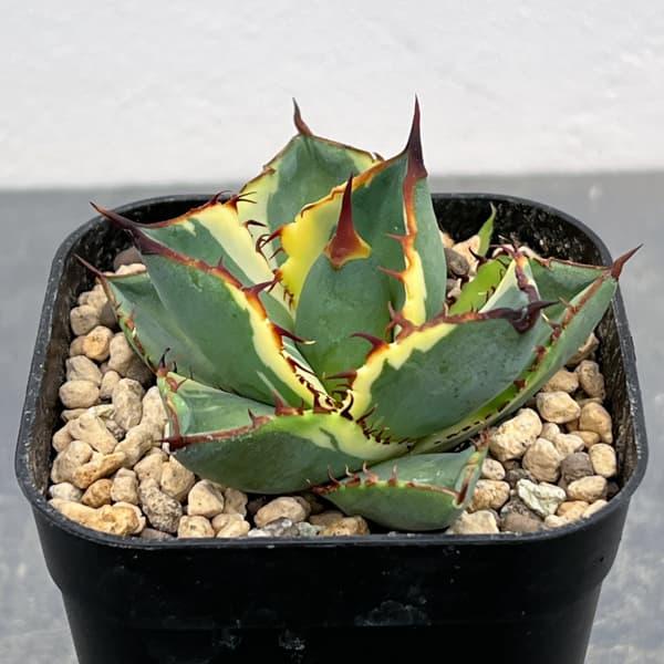 ★現品販売★アガベ鬼爪錦は、幅広で肉厚な濃緑の葉に、長く鋭い白のトップスピン（鋸歯）が特徴のチタノタ鬼爪（ゴーストクロー）に斑（錦）が入った珍しい品種です。成長するとさらに美しくなる、斑入りのチタノタです。※詳しい商品説明は下のほうに記載が...