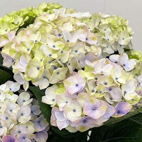 ★花が咲き進んでいるため特価です。ギフトにはご利用いただけません。花を切り戻してのお届けとなる場合があります★★入荷から日数が経ったためセール価格となりました。商品の状態は画像と異なる場合があります。★やわらかく溶け合うようなグラデーション...