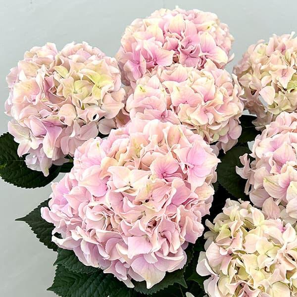 ★花が咲き進んでいるため特価です。ギフトにはご利用いただけません。花を切り戻してのお届けとなる場合があります★★入荷から日数が経ったためセール価格となりました。商品の状態は画像と異なる場合があります。★やわらかくふんわりと咲き上がる手毬咲き...