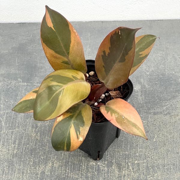 深みのあるボルドーから黒味を帯びた艶葉が魅力のフィロデンドロン・ブラックカーディナルに、鮮やかな斑がランダムに入る希少品種です。新葉の赤、成熟後の黒、そして斑のコントラストが圧倒的な存在感を放ちます。強健で育てやすく、唯一無二の個性を放つ至...