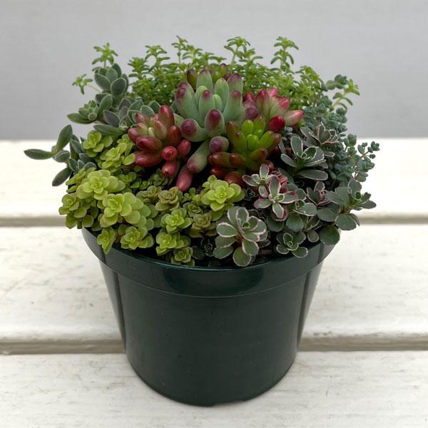 小さなプリッとした葉がたくさんつく人気のセダム（多肉植物）、ＢＯＢ’ｓ　Ｇａｒｄｅｎさん作のかわいい寄せ植え　4号サイズのかわいい寄せ植えです。挿し木ではなく、１株１株根つき苗を寄せ植えて作られた手の込んだ一鉢です。しっかりと根を張り、徒長...