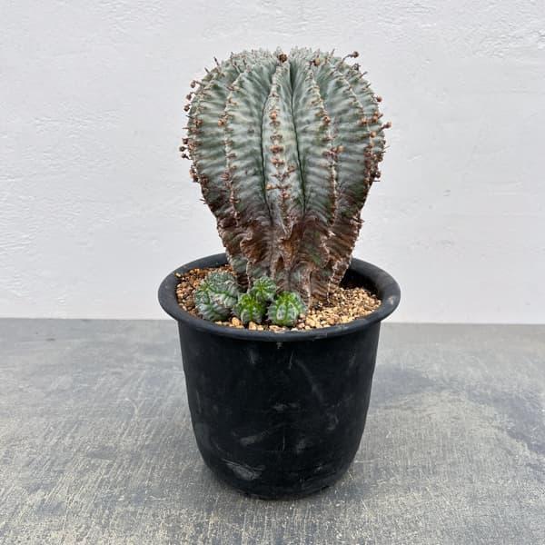 ★現品販売★ゼブラ柄の入ったホリダアルバです。個性的な草姿のユーフォルビア。お好みの鉢に植え替えてお楽しみください。オブジェのように素敵なインテリアとしても大活躍です！※詳しい商品説明は下のほうに記載があります