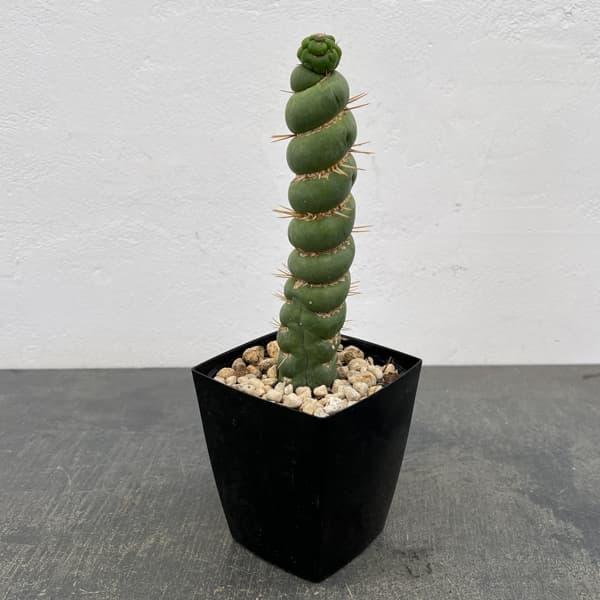 スピラリスは滅多に出回らない希少な品種で、非常にユニークな姿をしています。まるでお団子のように見えるむちむちした株から生えるトゲも目を惹きます。同じ品種でもいくつか成長パターンがあり、突然成長パターンが変わることもあるようです。成長はとても...