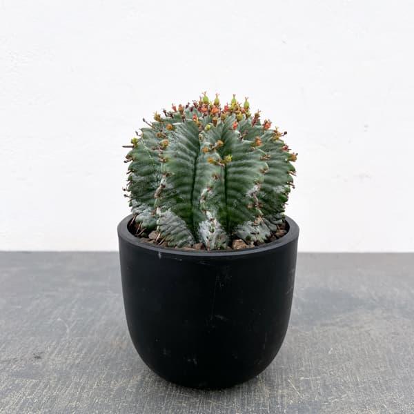 ★現品販売★美しい実生の白ホリダです。個性的な草姿のユーフォルビア。お好みの鉢に植え替えてお楽しみください。オブジェのように素敵なインテリアとしても大活躍です！※詳しい商品説明は下のほうに記載があります