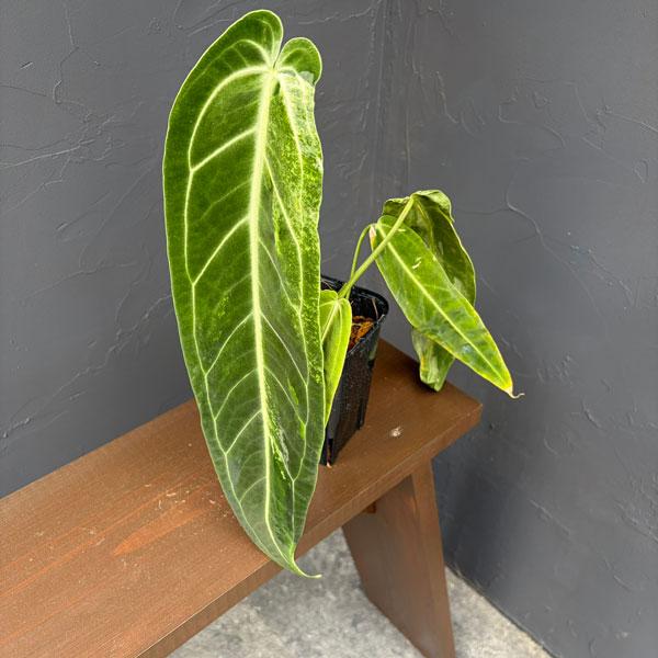 ★現品販売★斑の入った変異葉が出てきたアンスリウムワロクアナムです。花ではなく、美しい葉を楽しむ観葉植物の原種アンスリウムです。アンスリウムワロケアナムは「クイーン・オブ・アンス」とも呼ばれ、葉が大きく成長します。黒々とした光沢のある深緑色...