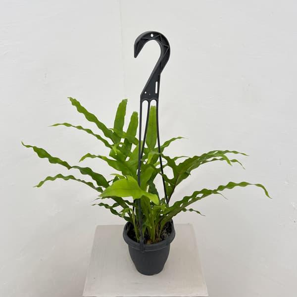 ドリナリア クエルシフォリアはインド・中国南部などが原産地の着生シダの仲間です。乾燥した樹上で生活するため、ユニークな形の枯れたような泥除け葉をもち、この中に落ち葉などをためてで貯水します。半日陰の風通しのよい場所で管理し、株元が乾いたら水...