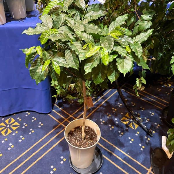 流通量の少ないコーヒーアラビカ種の実付株です。濃い緑の葉がさわやかで、自然樹形が美しく、観葉植物として好まれています。白い花や赤く色づいた実も楽しめ、コーヒーがお好きな方なら自家焙煎にチャレンジしてみる楽しみもあります。※詳しい商品説明は下...