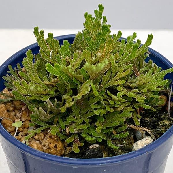 イワヒバ（岩檜葉）は、本州〜九州、東南アジアの各国の岩場に自生し、ヒノキに似た葉を放射状に広げるシダの仲間です。樹木の下や日陰の場所などに這うように生え広がります。冬期、厳寒と乾燥に見舞われるような山地の岩の間に自生しています。乾燥すると葉...