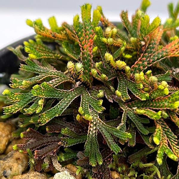 イワヒバ（岩檜葉）は、本州〜九州、東南アジアの各国の岩場に自生し、ヒノキに似た葉を放射状に広げるシダの仲間です。樹木の下や日陰の場所などに這うように生え広がります。冬期、厳寒と乾燥に見舞われるような山地の岩の間に自生しています。乾燥すると葉...