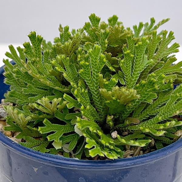 イワヒバ（岩檜葉）は、本州〜九州、東南アジアの各国の岩場に自生し、ヒノキに似た葉を放射状に広げるシダの仲間です。樹木の下や日陰の場所などに這うように生え広がります。冬期、厳寒と乾燥に見舞われるような山地の岩の間に自生しています。乾燥すると葉...