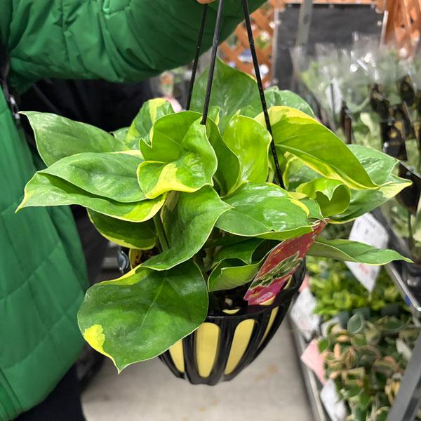 ２０２５年最新品種 ★鷲尾園芸さんオリジナル品種★ポトスステータスから生まれたトリカラーのポトス、ポトスAWドリームです。愛知の生産者さんの鷲尾園芸さんのオリジナル品種です。まだまだ生産数が少ない、一般市場には流通していない激レア品種です。...