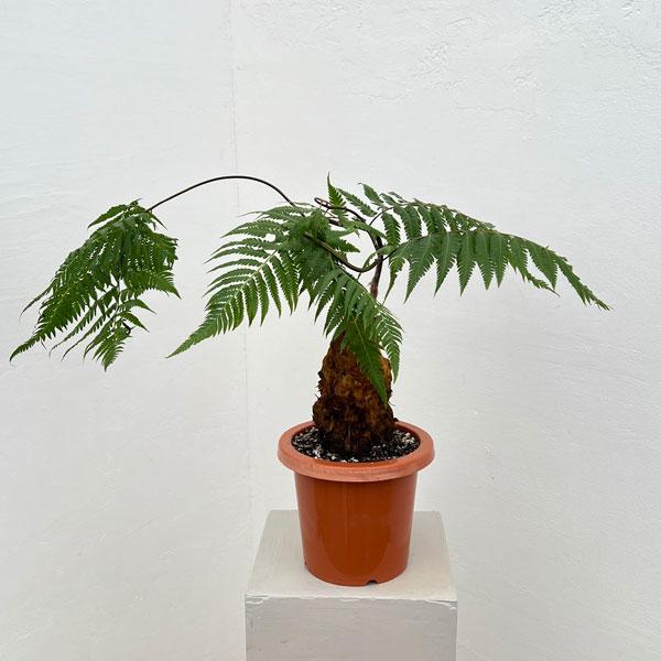 毛並みのいいキンモウコウのセレクト株です！タカワラビは、中国で幸福を運ぶ植物されている植物です。その茶色の毛におおわれた姿から「ゴールデンモンキー（孫悟空）」「ゴールデンチャウチャウ」なんてかわいらしい別名がついてます。多湿を好む植物で、乾...