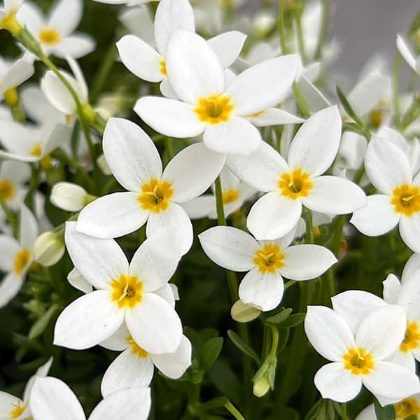 ヒナソウは北アメリカ原産の耐寒性多年草で、国内に20年ほど前に渡来しました。トキワナズナとも呼ばれています。草丈5〜10cmで細かい葉を密生させ、マウンド状に横に広がります。※詳しい商品説明は下のほうに記載があります