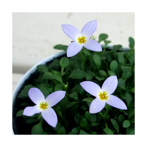 ヒナソウは北アメリカ原産の耐寒性多年草で、国内に20年ほど前に渡来しました。トキワナズナとも呼ばれています。草丈5〜10cmで細かい葉を密生させ、マウンド状に横に広がります。※詳しい商品説明は下のほうに記載があります