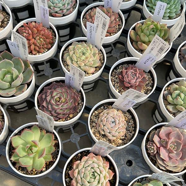 エケベリアはメキシコとその周辺の中南米地域原産の多年草で、色鮮やかな葉が重なってロゼットを形成する、春秋生育型の多肉植物です。葉色は季節により変化しますが、特に秋から冬にかけてよく日に当てるときれいな色になります。初春から夏にかけては色鮮や...