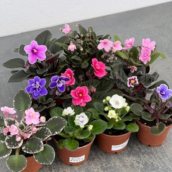 手のひらサイズのミニセントポーリアの10ポットセットです。コンパクトなサイズ感なので、窓辺や棚にちょこんと並べて飾るのもおすすめ。複数株を並べることで、それぞれの花色や表情の違いがより引き立ち、より華やかな印象になります。※詳しい商品説明は...