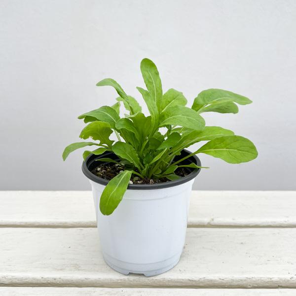 ルッコラ(ロケット)は野菜としてヨーロッパを中心に活用されている植物です。噛むとゴマのような香りとほろ苦さがあり、サラダの他にも付け合わせや料理の彩りに活用されています。※詳しい商品説明は下のほうに記載があります