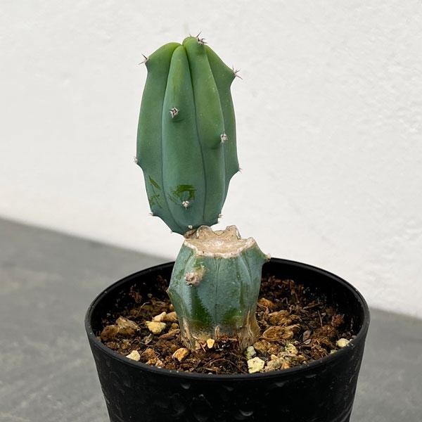 かわいらしいブランチ仕立てです。ミルティロカクタスはメキシコのオアハカ州に分布する柱サボテンの仲間です。和名では竜神木と呼ばれ、青緑色の株はとても美しく見えます。3月頃に白っぽい花を咲かせます。寒さにやや弱いので、冬は室内へ。日光が差し込む...