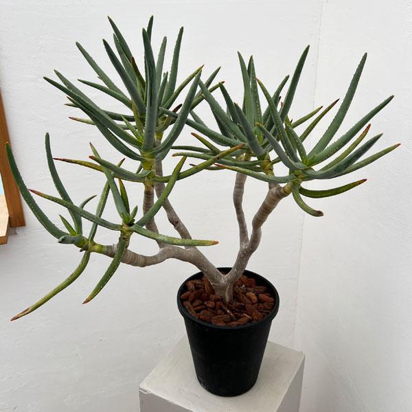 ★現品販売★アロエ・ラモシシマは南アフリカの産地の岩場に自生するアロエの仲間。人気品種ディコトマに似た株姿ですが、ディコトマよりもコンパクトで分枝しやすい希少種です。つるつるすべすべしている幹とブルーグレーの葉色はとても魅力的です。※詳しい...