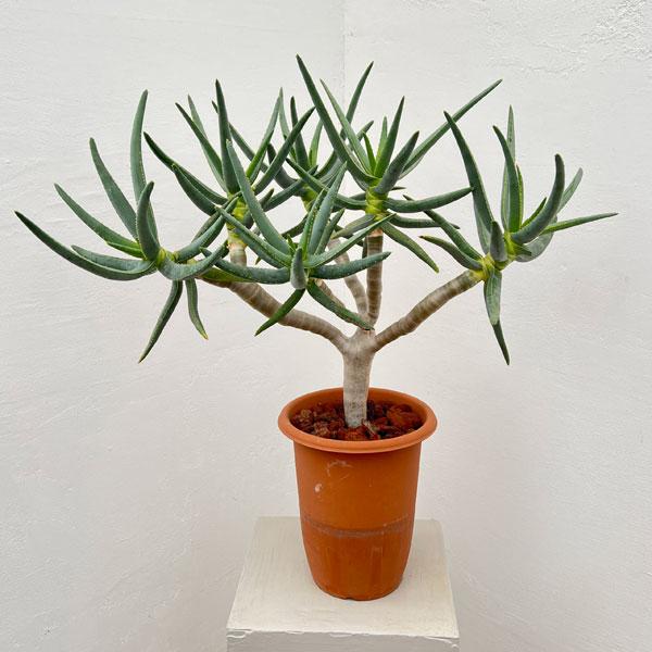 ★現品販売★アロエ・ラモシシマは南アフリカの産地の岩場に自生するアロエの仲間。人気品種ディコトマに似た株姿ですが、ディコトマよりもコンパクトで分枝しやすい希少種です。つるつるすべすべしている幹とブルーグレーの葉色はとても魅力的です。※詳しい...