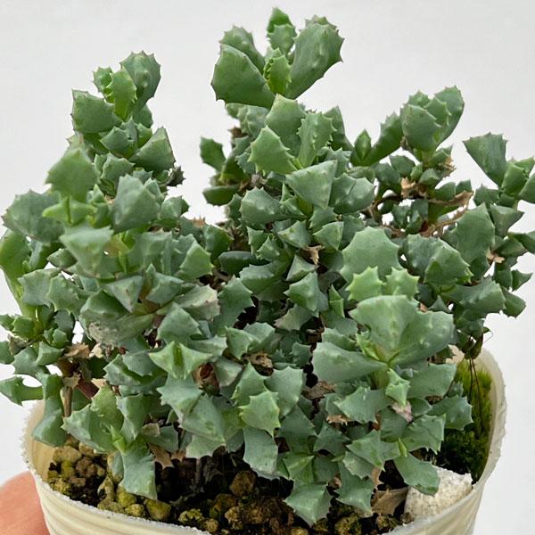 オスクラリア（キンソウギク）は、ハマミズナ科に属する多肉植物。鋭い爪のようにギザギザとした小葉を上へと伸ばす、木立性のメセンです。花メセンとも呼ばれ、ピンク色の花が咲きます。仕立てによって、プクプクつぶつぶと可愛らしい草姿にもできますし、古...