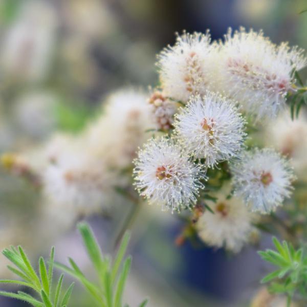 シルバーがかった繊細な葉が枝垂れるように伸びクリーム色の花を初夏に咲かせる メラレウカはカリステモンやユーカリに似た植物で、オーストラリア原産の常緑樹です。繊細で柔らかな葉を茂らせる美しい樹木で、5月頃から開花し、病虫害に強く、剪定すれば姿...