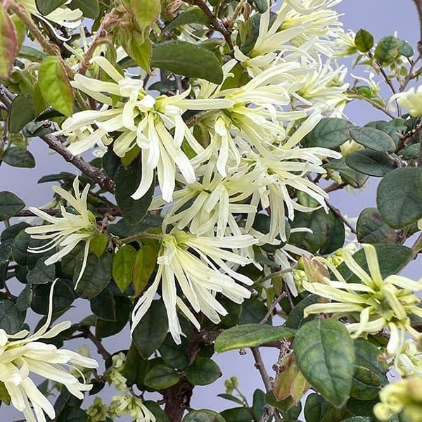 トキワマンサクは気品のある常緑小高木。4月に花弁の細い花を木いっぱいに咲かせ、雪をかぶったようです。楕円形の葉が美しく、常緑性で庭木やボーダー花壇の背景樹として活躍します。刈り込みに強いので生垣に適しています。白い花と青葉とのコントラストが...