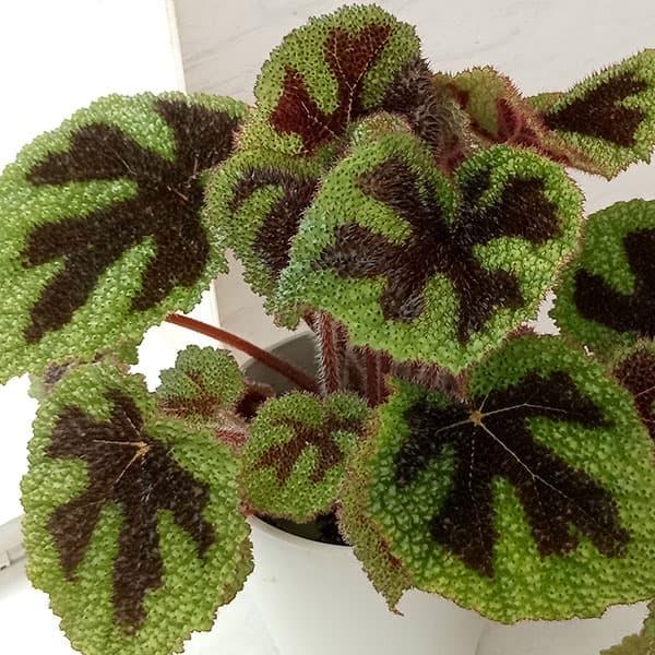 美しいシルバー系の葉を持つベゴニア・マッソ二アーナ。中国奥地からヒマラヤにかけ生息する原種根茎性ベゴニアです。別名「アイアンクロスベゴニア」とも呼ばれます。細かな起伏のあるライムグリーンのハート型の葉に、くっきりとした「鉄十字（アイアンクロ...