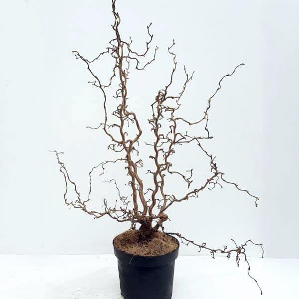 くねくねと不規則にうねる枝がインパクト満点のハシバミ（ヘーゼルナッツの仲間の樹木）です。柔軟な枝を持つコンパクトな品種で、この枝は簡単に折れることはありません。落葉樹なので、秋冬の落葉期はことのほか面白い景観樹となります。生育旺盛で枝をたく...