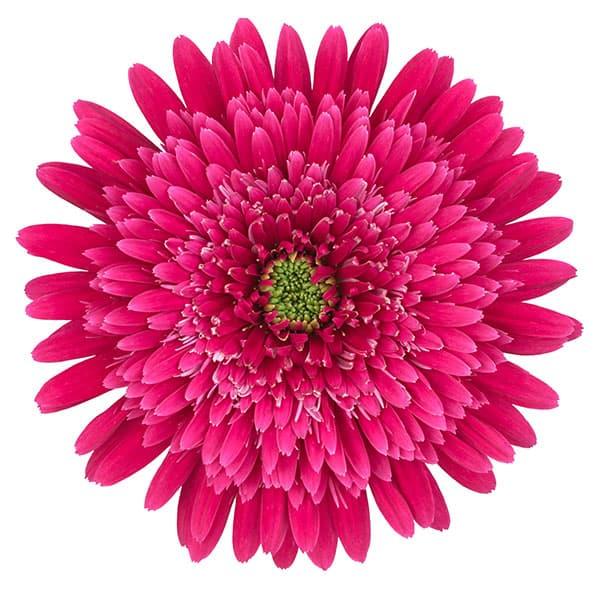 早春から晩秋まで連続開花する、花壇や鉢植えに適した強健種 サンシェイパー・トロピカルは、ガーベラの育種で知られるオランダSchreurs社のガーデンガーベラ。豪華な八重咲きシリーズです。従来のガーベラは地植えすると花が続かず病気で枯れたりし...