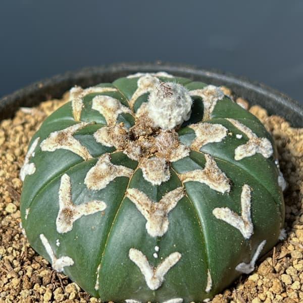 ★現品販売★『V』の美しい模様のスーパーカブトです。アストロフィツムはアメリカのテキサス州南部からメキシコ北部原産の夏型多肉です。トゲが退化したサボテンの仲間で、有星類とも呼ばれます。スーパー兜は白点が密になるように改良された兜丸の園芸品種...