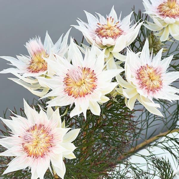 セルリアは南アフリカ原産の常緑低木でネイティブプランツとして人気です。枝の先端に多数の花が集まって咲き、色づいた総苞が美しくそれを取り囲む、独特の花がとてもきれいです。スパーブブラッシュはブラッシングブライドの選抜種で、透き通った白系の美花...