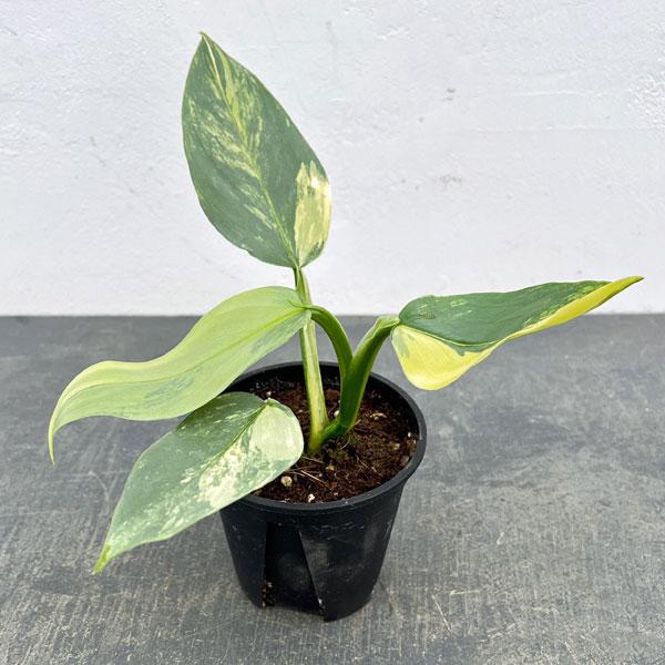 ★現品販売★希少なシルバーソードの斑入り個体です。シルバーソードは、細長く尖ったメタリックな艶のあるシルバーブルー色の葉が美しいフィロデンドロンです。生産量が少ないのでなかなかお目にかかれません。美しい株姿をお楽しみください。※詳しい商品説...