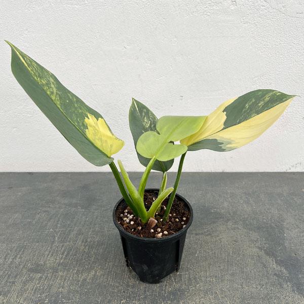 ★現品販売★希少なシルバーソードの斑入り個体です。シルバーソードは、細長く尖ったメタリックな艶のあるシルバーブルー色の葉が美しいフィロデンドロンです。生産量が少ないのでなかなかお目にかかれません。美しい株姿をお楽しみください。※詳しい商品説...