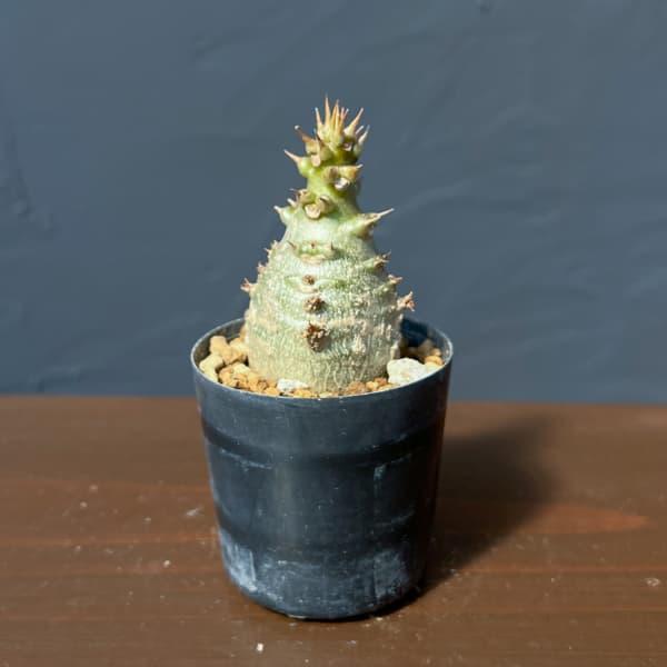 ★現品販売★個性的な姿のパキポディウム。ウィンゾリーはパキポディウム バロニーの変種（亜種）と言われ、真っ赤な花を咲かせる種として、パキポディウム中でも特に人気の品種です。パキポディウムはマダガスカルの乾燥地帯原産の多肉植物の仲間です。幹が...