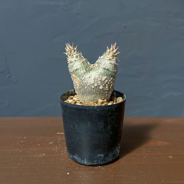 ★現品販売★個性的な姿のパキポディウム。ウィンゾリーはパキポディウム バロニーの変種（亜種）と言われ、真っ赤な花を咲かせる種として、パキポディウム中でも特に人気の品種です。パキポディウムはマダガスカルの乾燥地帯原産の多肉植物の仲間です。幹が...