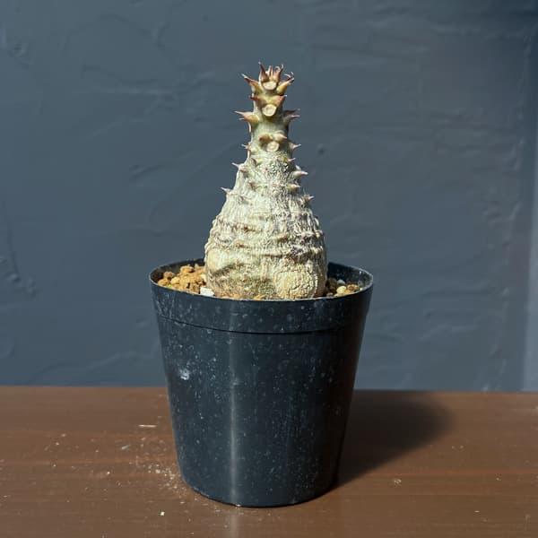 ★現品販売★個性的な姿のパキポディウム。ウィンゾリーはパキポディウム バロニーの変種（亜種）と言われ、真っ赤な花を咲かせる種として、パキポディウム中でも特に人気の品種です。パキポディウムはマダガスカルの乾燥地帯原産の多肉植物の仲間です。幹が...