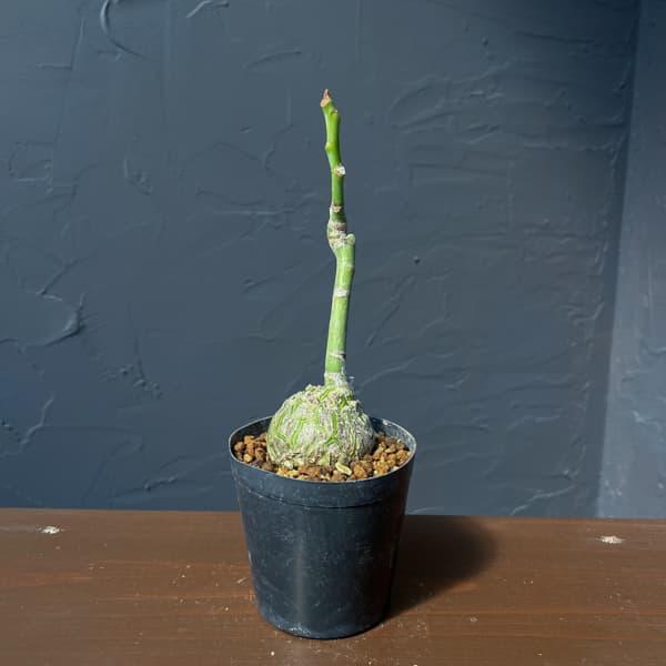 ★現品販売★沖縄で育った実生から育てた将来性抜群のボンバックスです。ボンバックスは中米、インドなどに分布する灌木で、グアテマラの国樹として知られています。性質はパキラに似ていますが、葉が幅広で根元の茎が肥大して塊根状になります。年数を経ると...