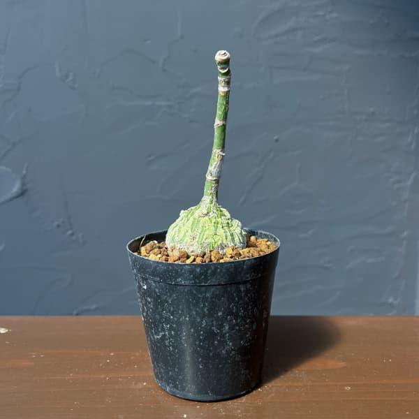 ★現品販売★沖縄で育った実生から育てた将来性抜群のボンバックスです。ボンバックスは中米、インドなどに分布する灌木で、グアテマラの国樹として知られています。性質はパキラに似ていますが、葉が幅広で根元の茎が肥大して塊根状になります。年数を経ると...