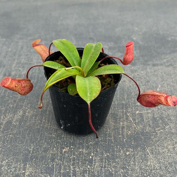 食虫植物の生産・販売で有名なヒーローズピッチャープランツさんのオリジナル交配種です。ネペンテスは、日本では一般的にうつぼかずらと呼ばれている、捕虫袋をもつ食虫植物です。捕虫袋に入った昆虫は、分泌される消化液によって養分が吸収されます。※詳し...