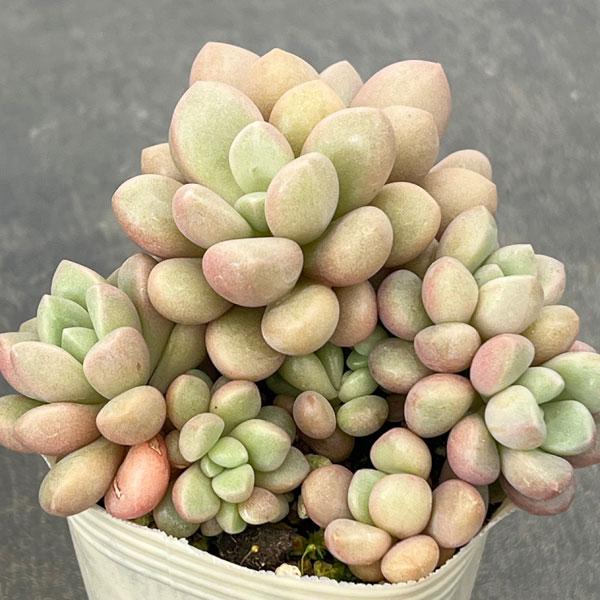 グラプトベリアはロゼット状に葉を展開する美しい多肉植物です。はちきれそうなほどプニプニ、つやつやとした丸葉が可愛らしい品種です。春秋型で、真夏と真冬は休眠し、穏やかな気候の時期に成長します。葉色は季節により変化しますが、特に秋から冬にかけて...