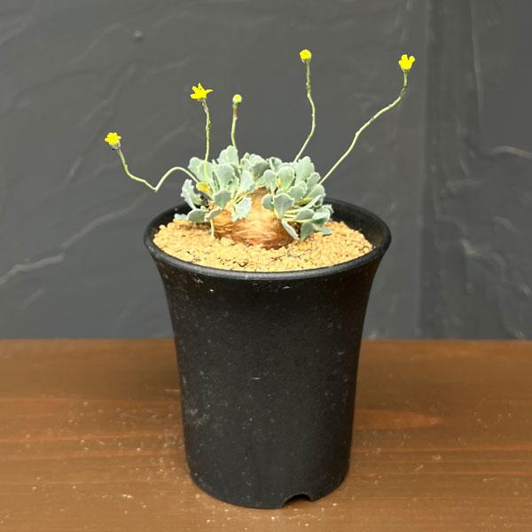 希少な冬型のキク科塊根植物のオトンナ：カカリオイデスの実生株です。小型の品種で、最大でも7〜8cm程度にしかなりません。塊根はショウガのようなころっとした形をしており、成長するにつれて分岐していきます。同じオトンナの仲間の中でも非常に成長が...